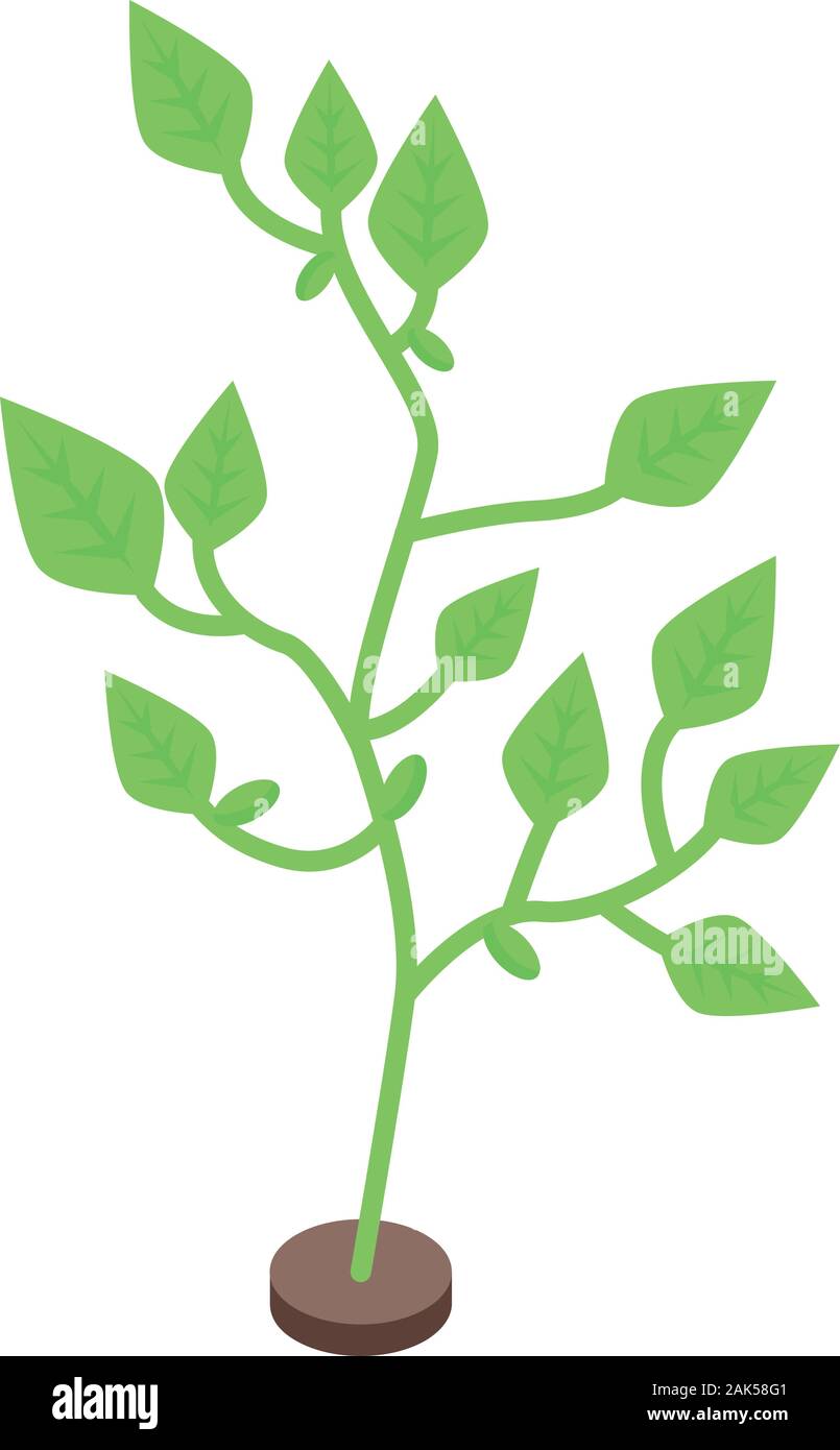 Farm soybean plant icon, isometric style Stock Vector Image & Art - Alamy