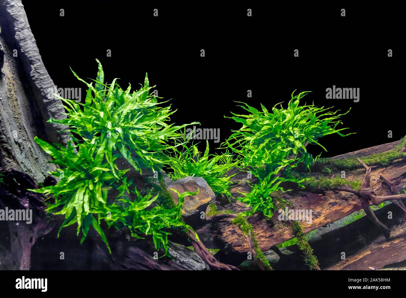 submerged freshwater scenery including some green waterplants Stock ...