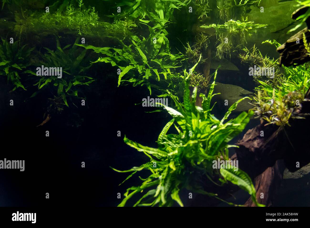submerged freshwater scenery including some green waterplants Stock ...
