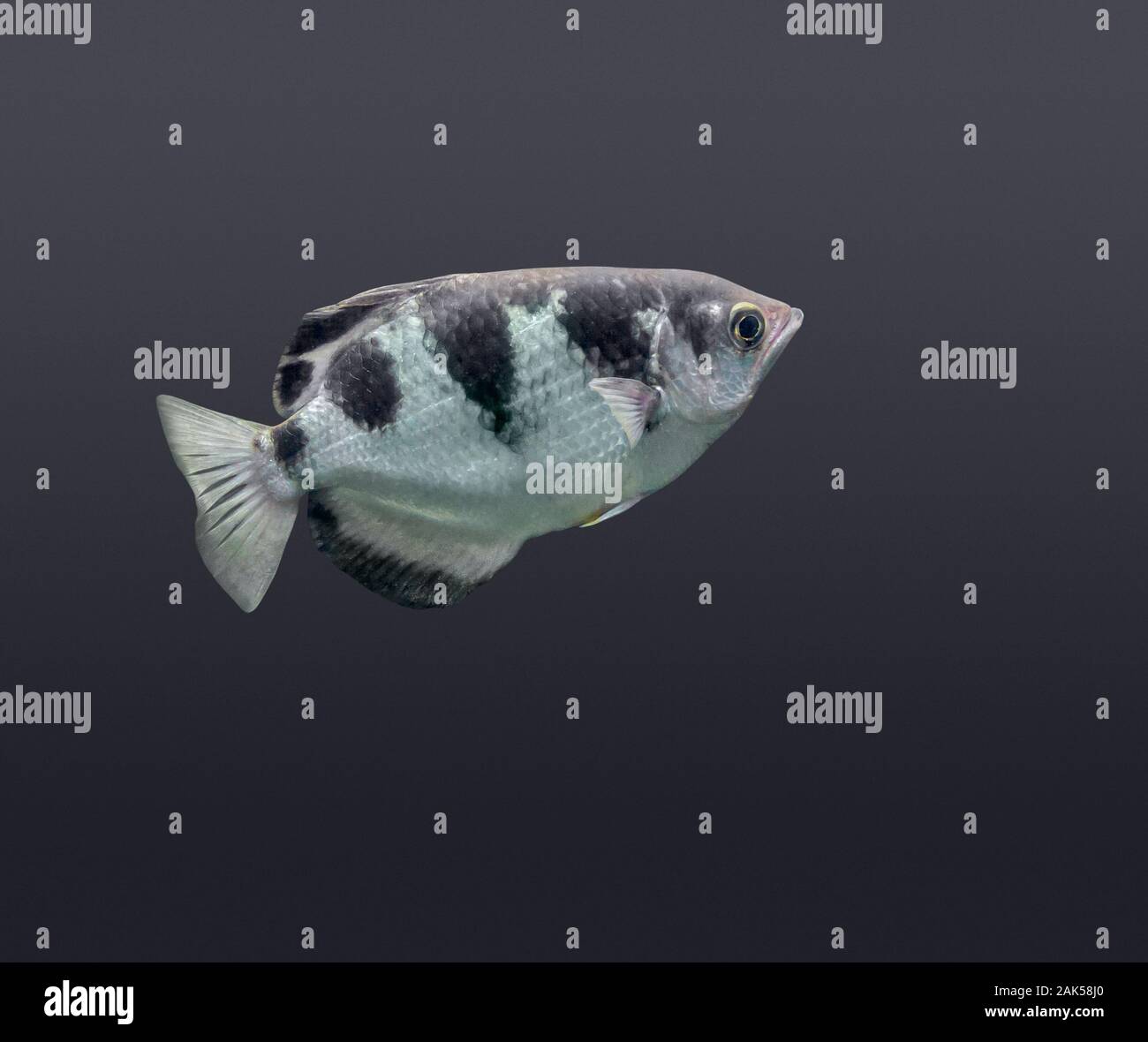 Archerfish hi-res stock photography and images - Alamy