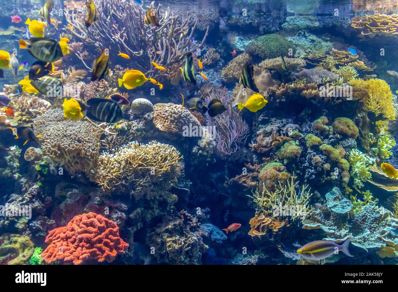 submerged coral reef scenery including lots of colorful fishes Stock ...