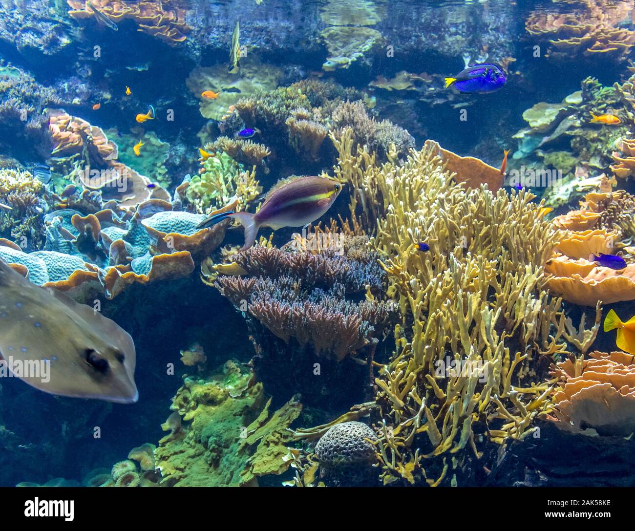 submerged coral reef scenery including lots of colorful fishes Stock ...