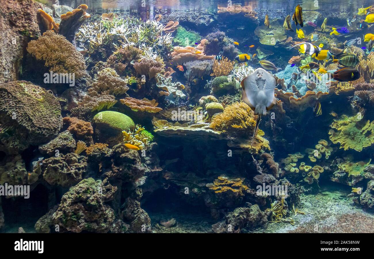 submerged coral reef scenery including lots of colorful fishes Stock ...