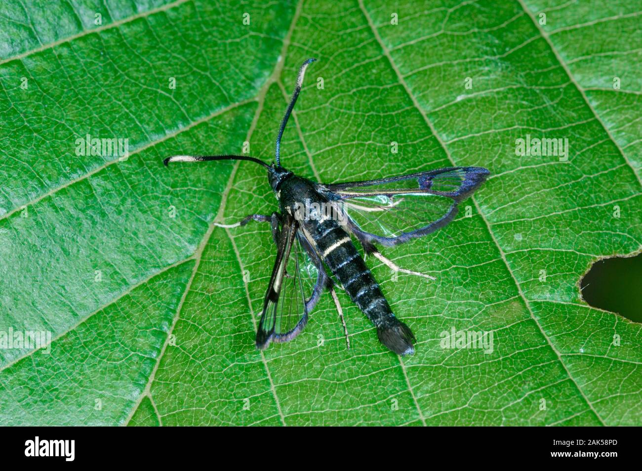 White barred clearwing hi-res stock photography and images - Alamy