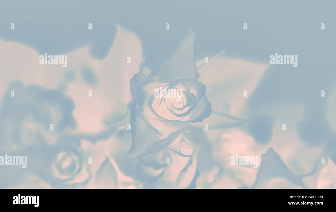 Pale gray peach color gradient background, floral rose pattern, 16:9 ...