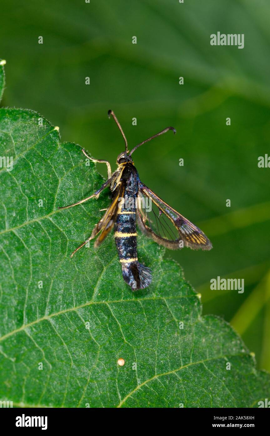 Currant clearwing moths hi-res stock photography and images - Alamy