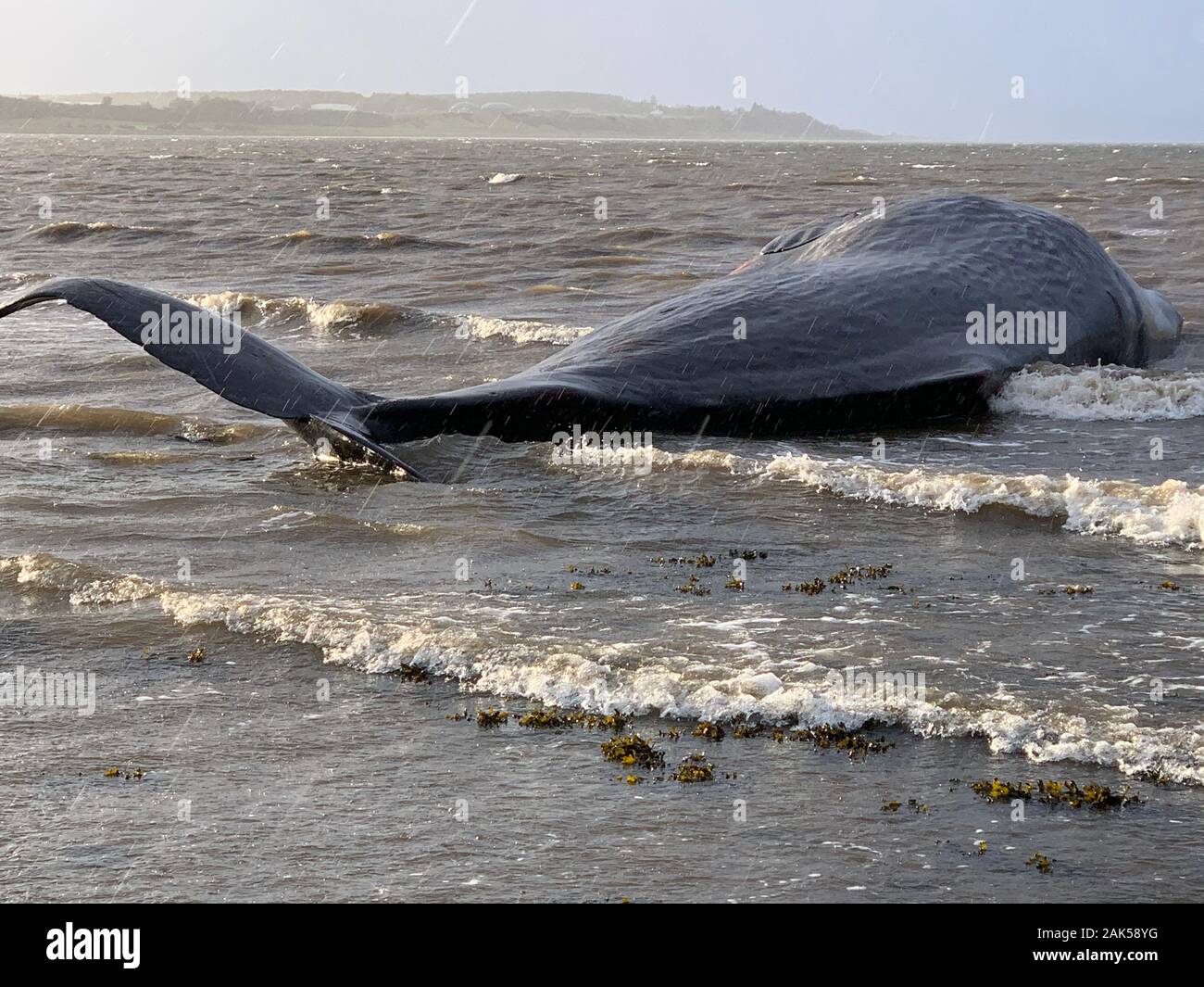 Sperm whale scotland hi-res stock photography and images - Alamy