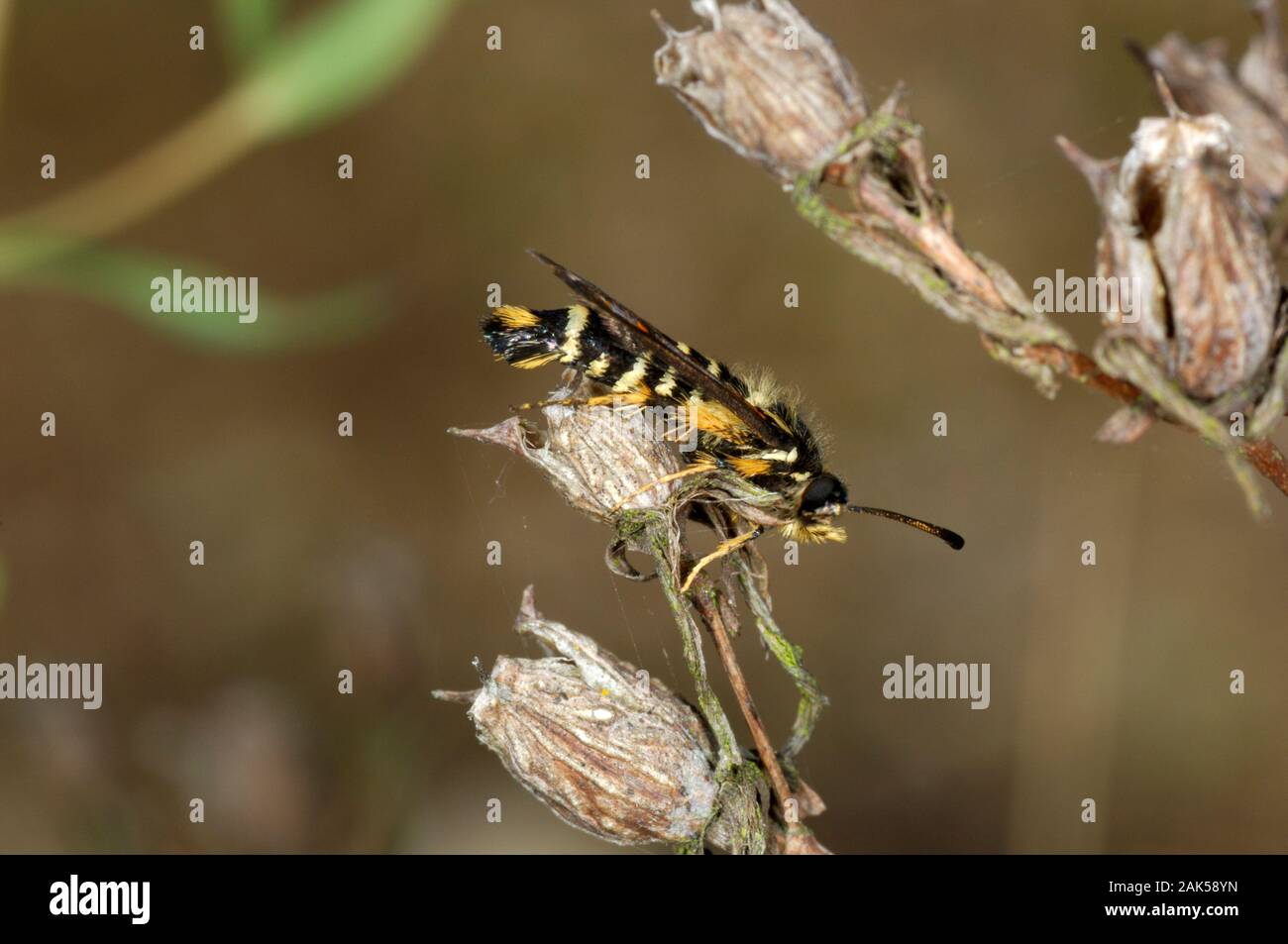 Day flying moths hi-res stock photography and images - Alamy