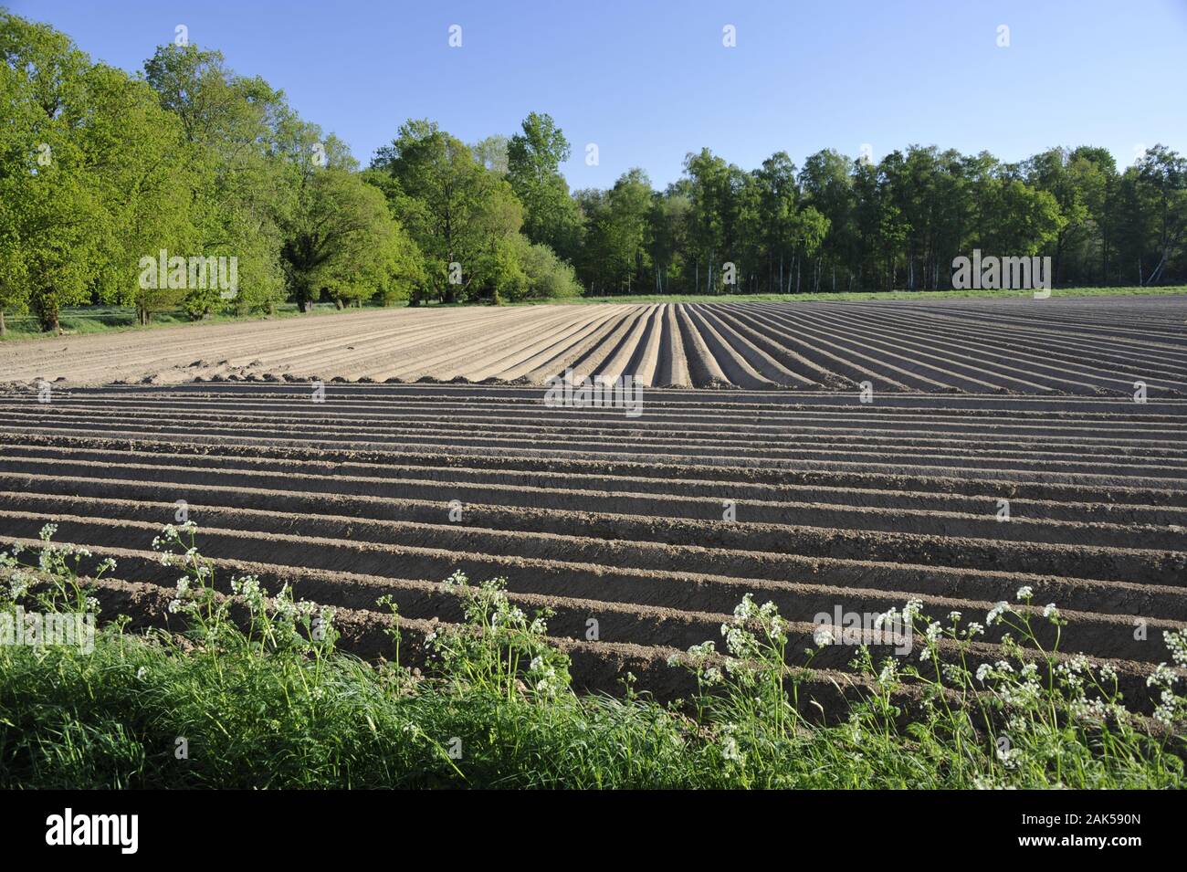 Spargelfeld in Badbergen, Osnabruecker Land | usage worldwide Stock ...
