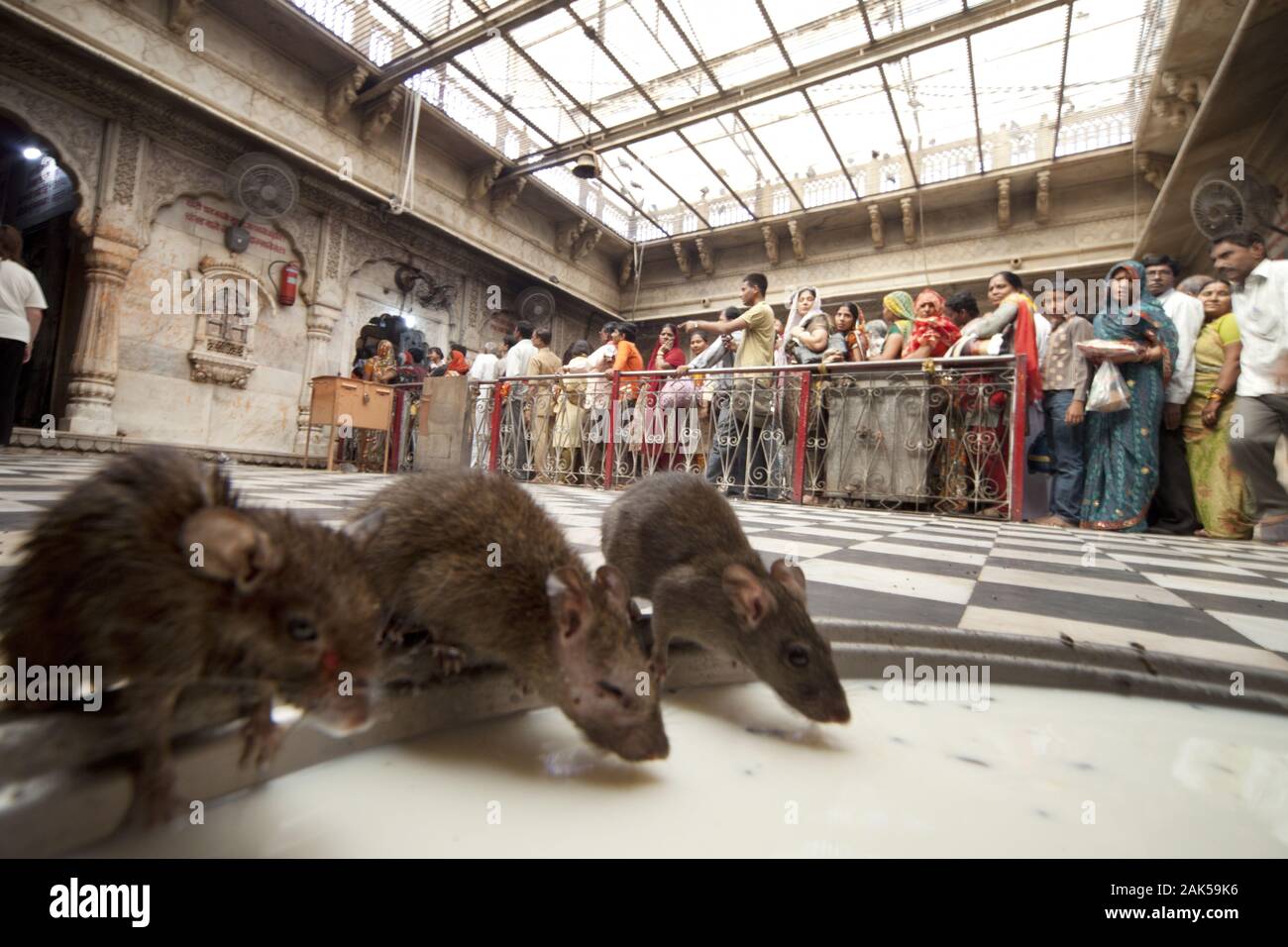 Ratten tempel indien hi-res stock photography and images - Alamy