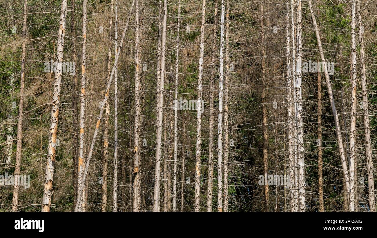 full frame dear coniferous trees background Stock Photo - Alamy