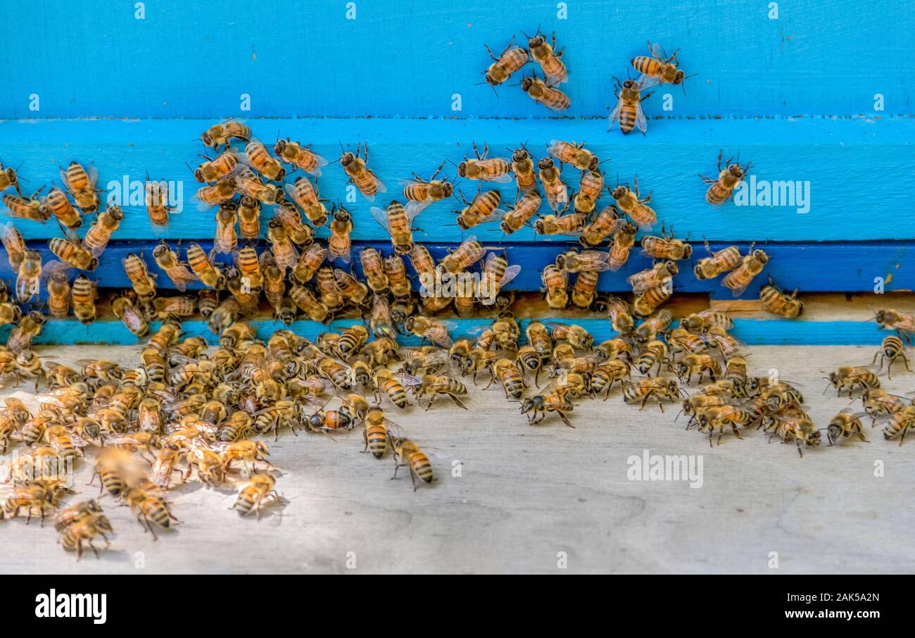 a beehive entrance with lots of bees Stock Photo - Alamy