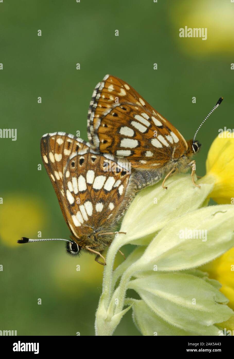 Duke of Burgundy Hamearis lucina Wingspan 25mm. A tiny butterfly ...