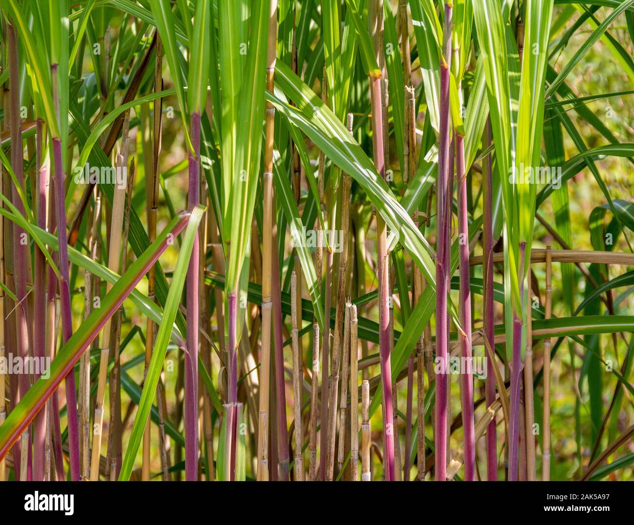 Stalk leaf hi-res stock photography and images - Alamy