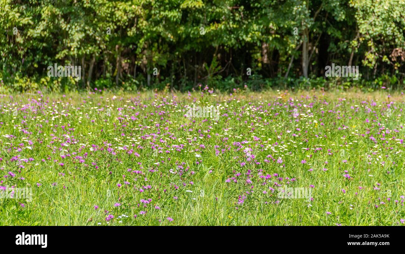 Illuminated meadow hi-res stock photography and images - Alamy