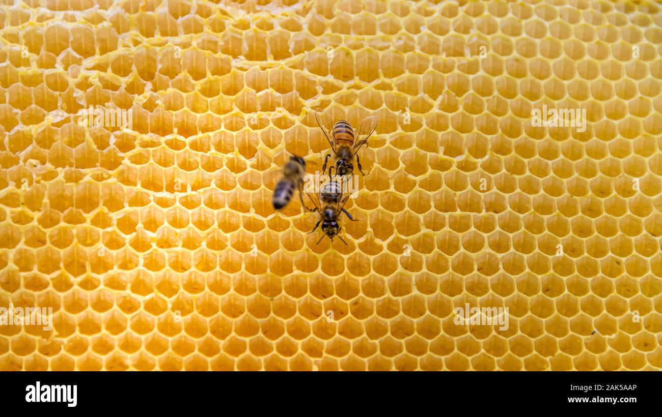 some honey bees in yellow honeycombs back Stock Photo - Alamy
