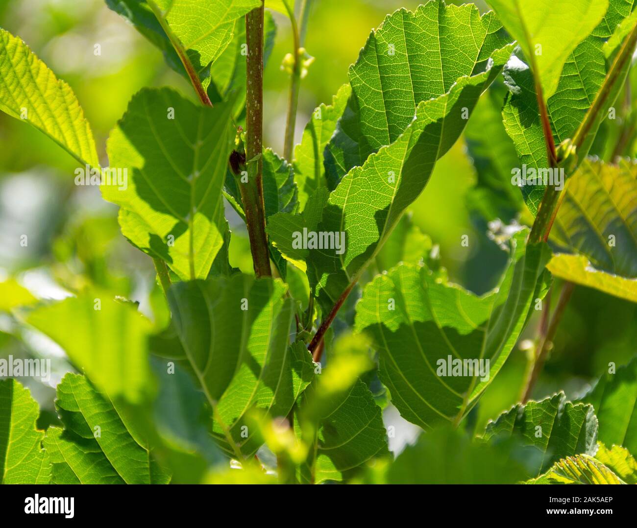 Translucent leaves hi-res stock photography and images - Alamy