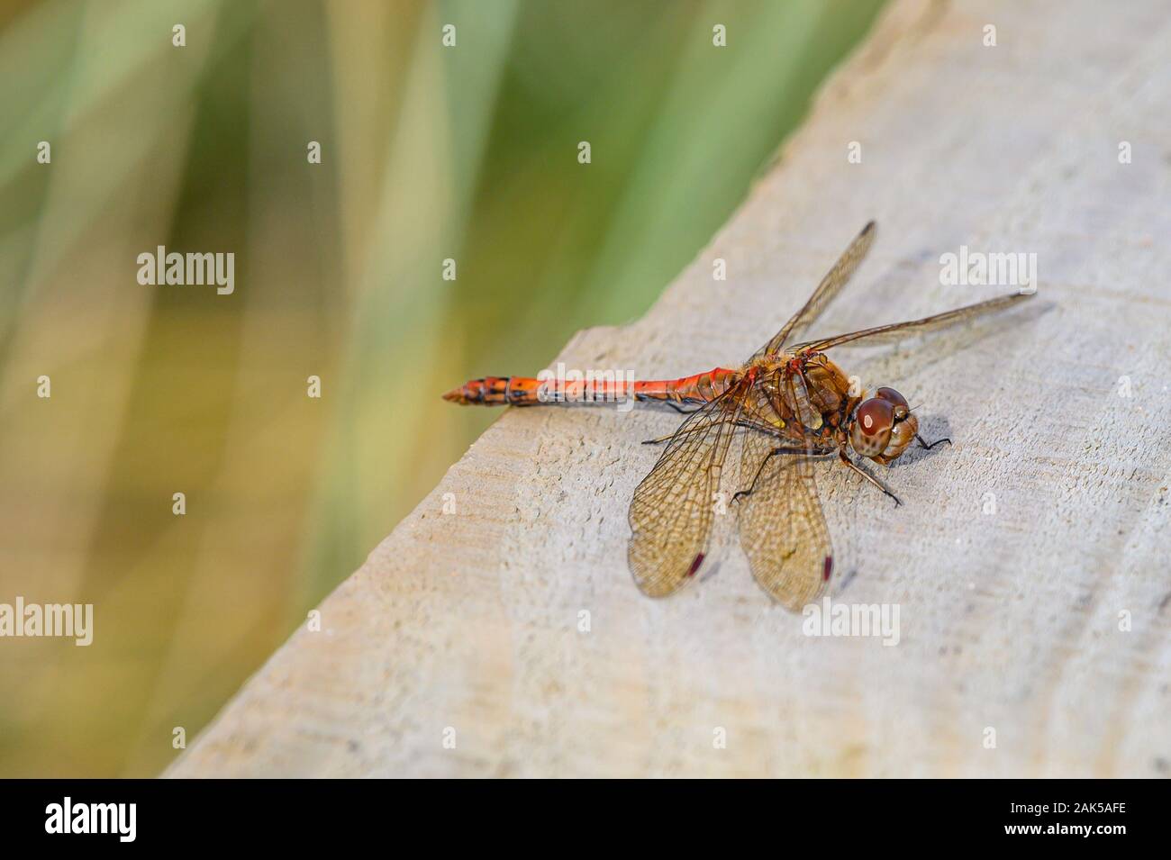 Sandscale Haws coastal reserve, Kirkby in Furness, Cumbria Stock Photo ...