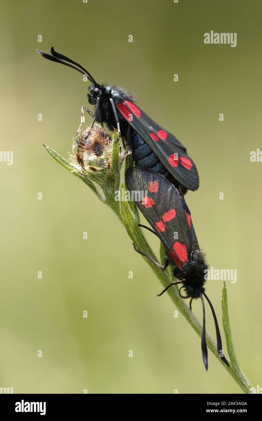 Six paired spots hi-res stock photography and images - Alamy