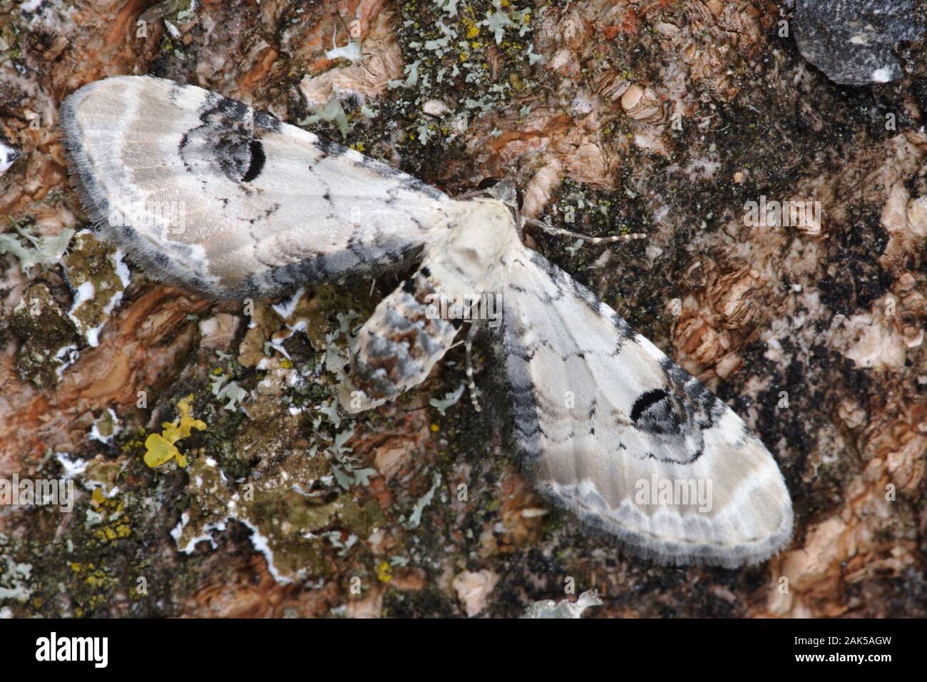 White speck moth hi-res stock photography and images - Alamy