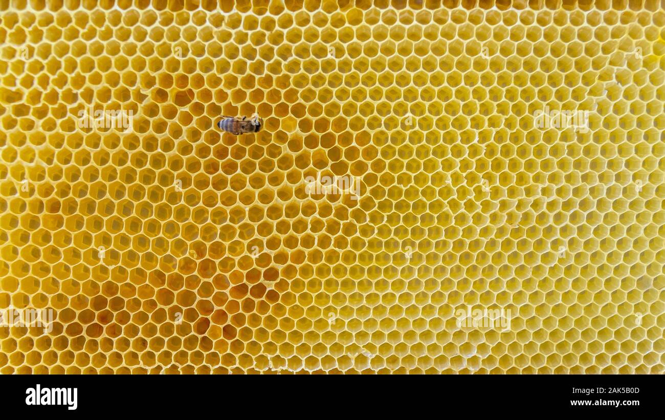 single honey bee in yellow honeycombs back Stock Photo - Alamy