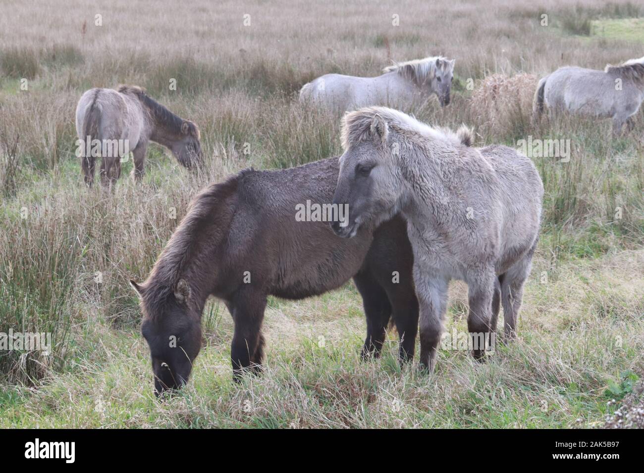 Konik Pony High Resolution Stock Photography and Images - Alamy