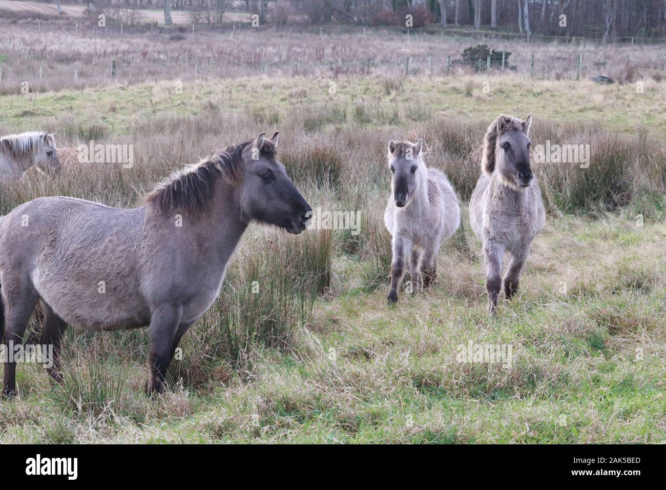 Konik pony hi-res stock photography and images - Alamy
