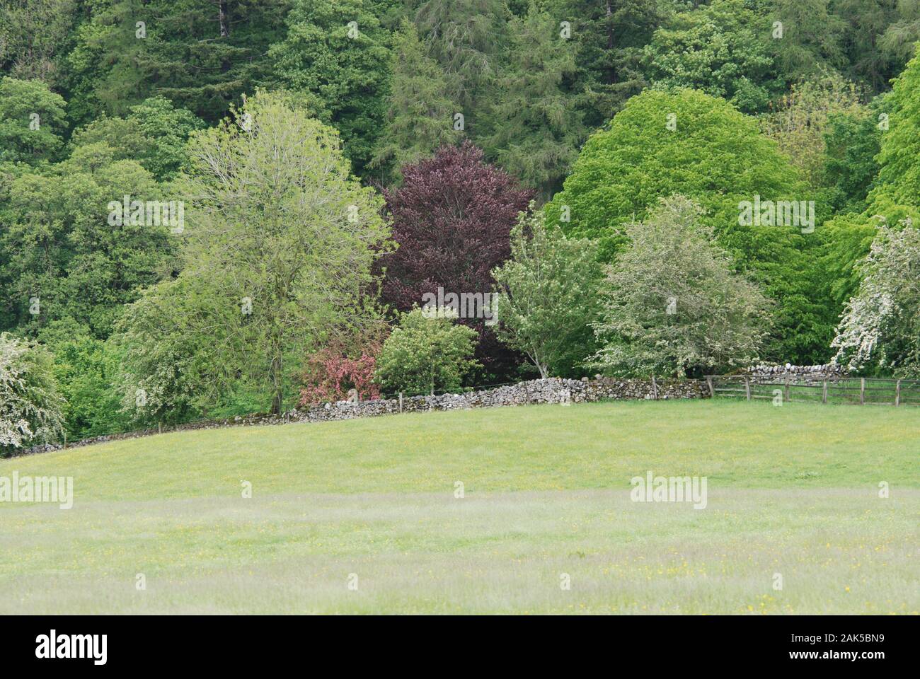 Leafy treescape hi-res stock photography and images - Alamy