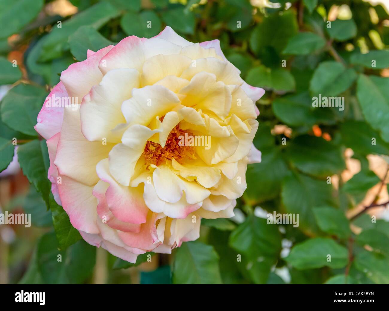Light colored rose hi-res stock photography and images - Alamy