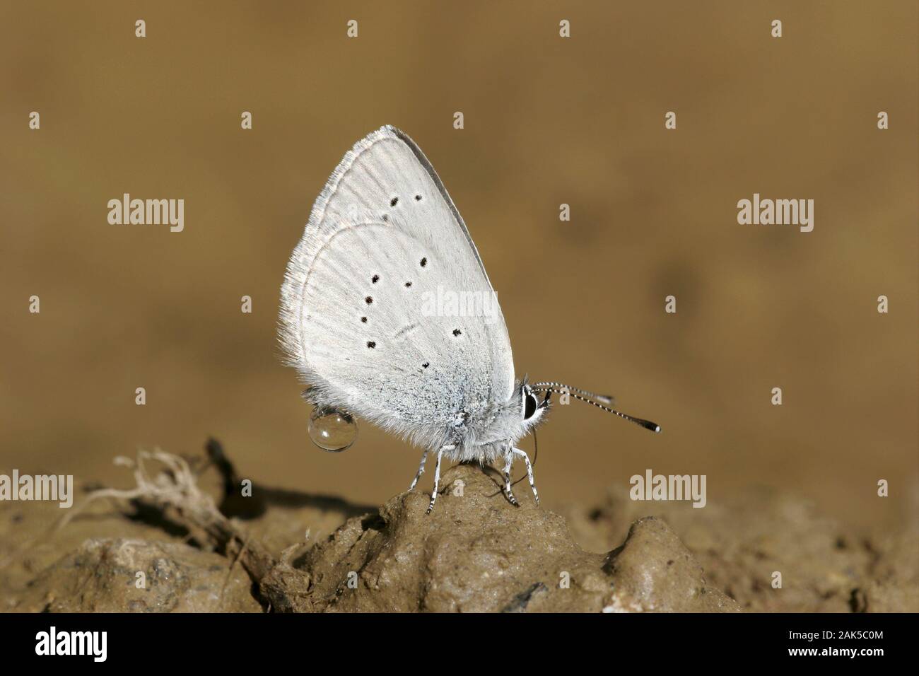 Smallest British Butterfly High Resolution Stock Photography and Images ...