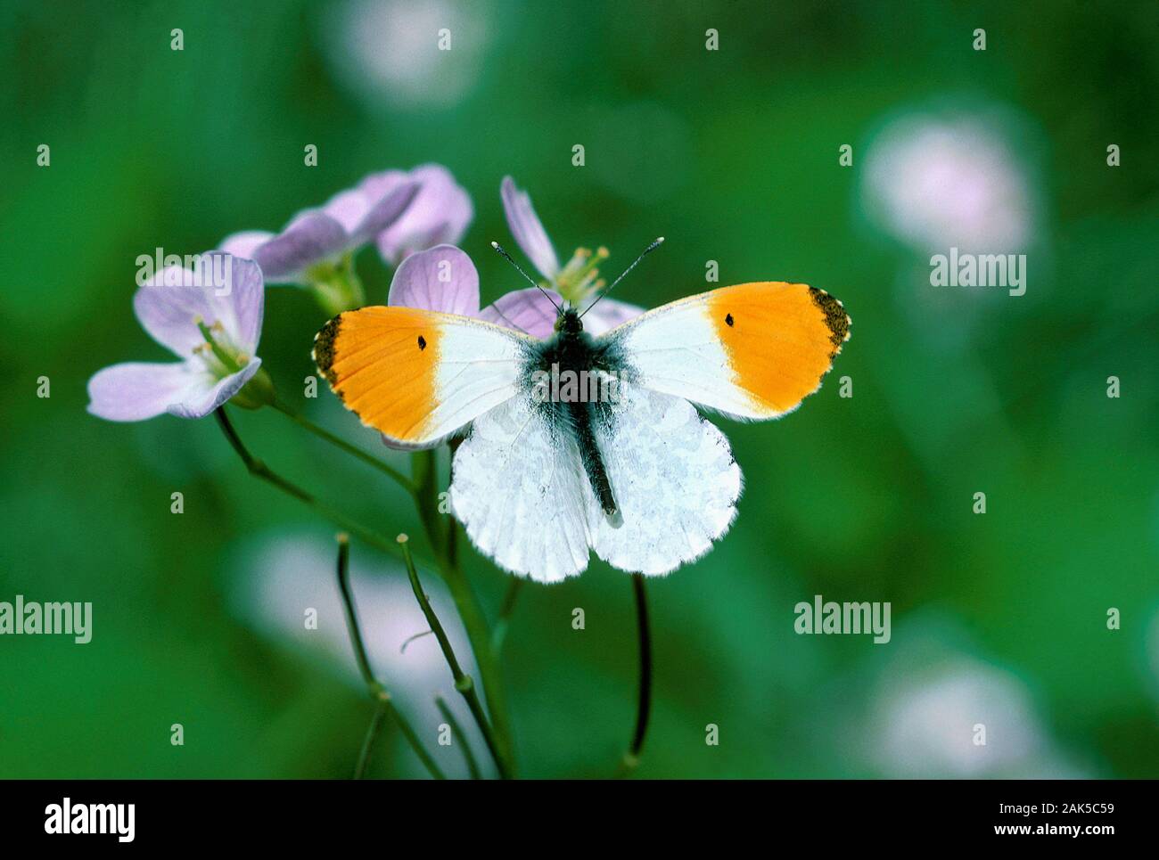 Forewing rounded hi-res stock photography and images - Alamy