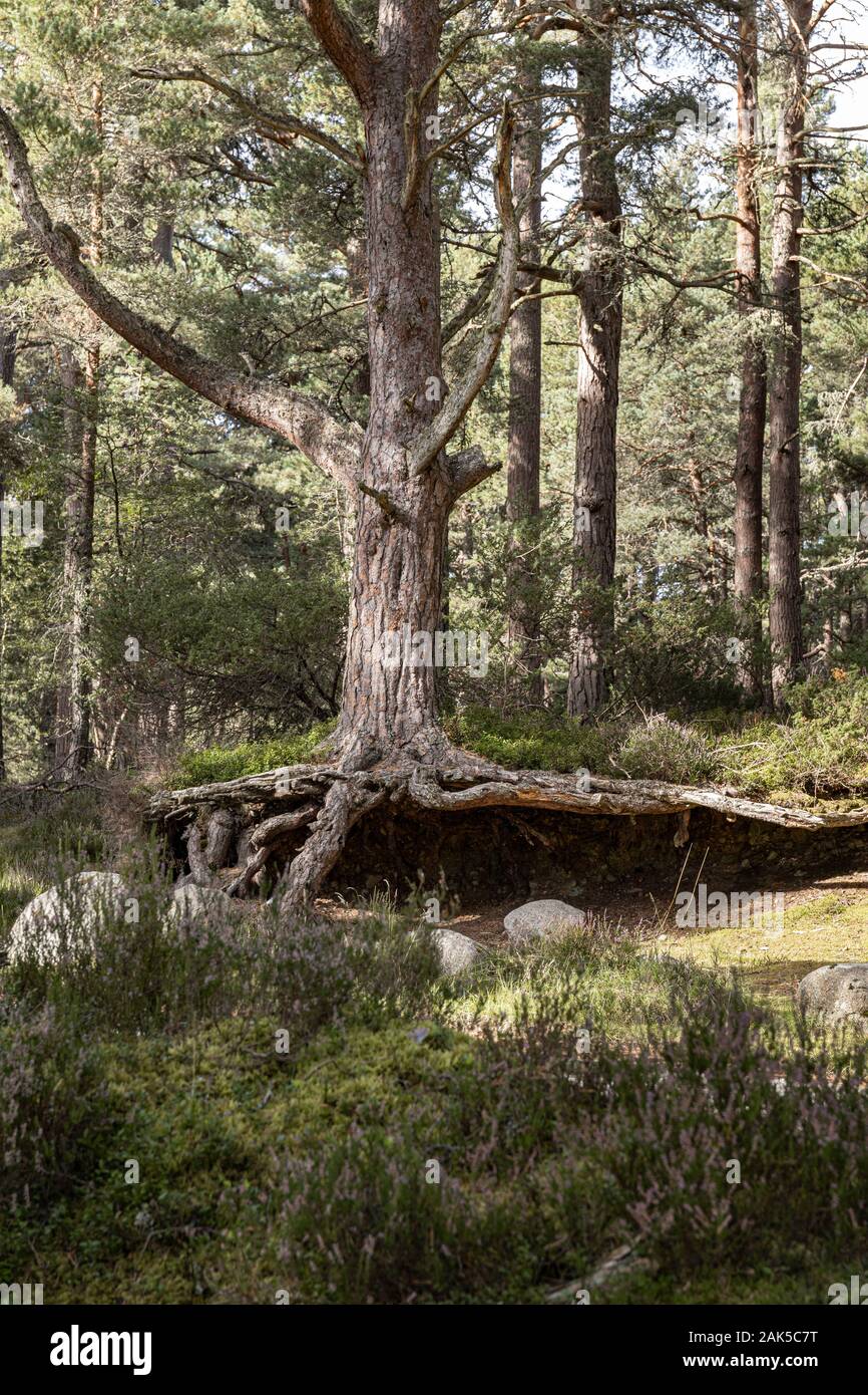 Caledonian pine tree in scottish hi-res stock photography and images ...