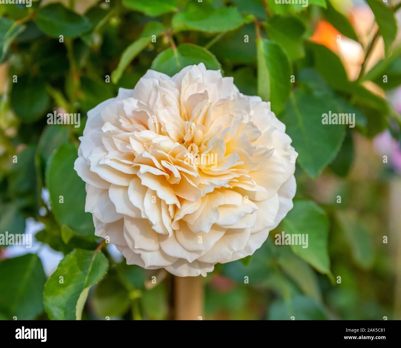 light colored rose flower head in natural back Stock Photo - Alamy