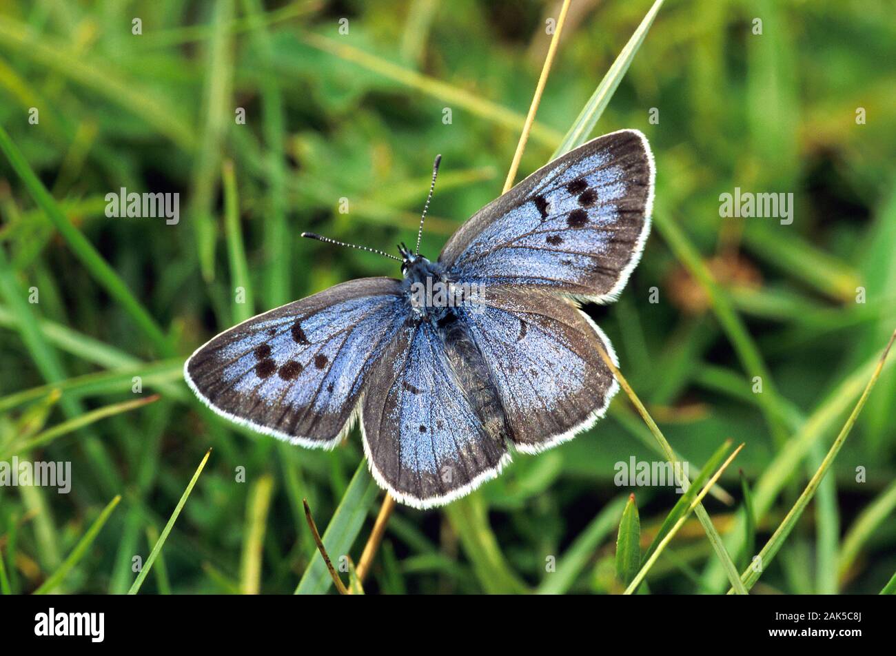 Large Blue - Glaucopsyche arion Stock Photo - Alamy
