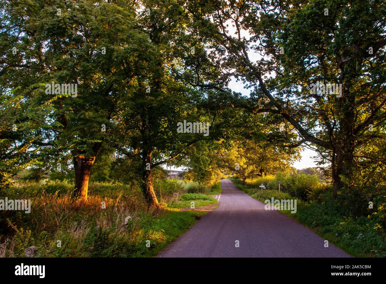 Country lane with trees hi-res stock photography and images - Alamy