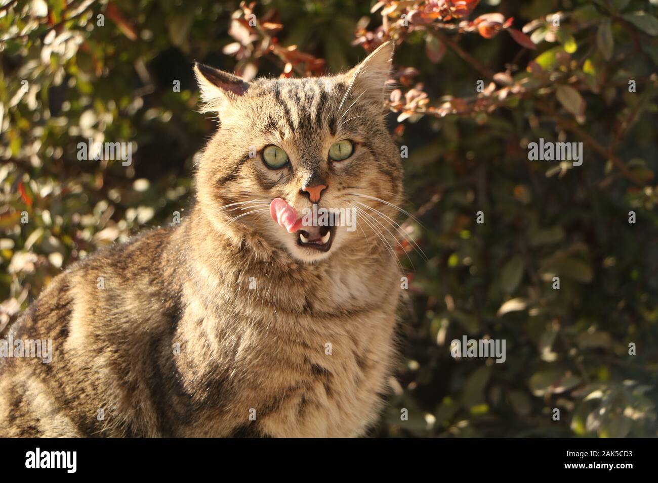 Angry white cat hi-res stock photography and images - Alamy