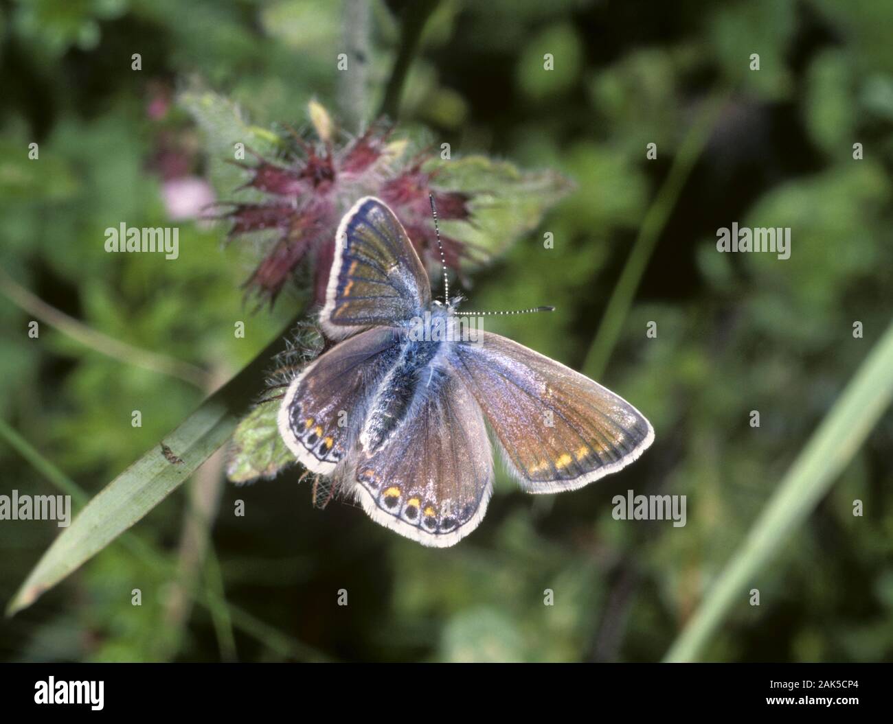Common Blue Male Upperwing Female Upperwing Beguiled By Blues | Avon