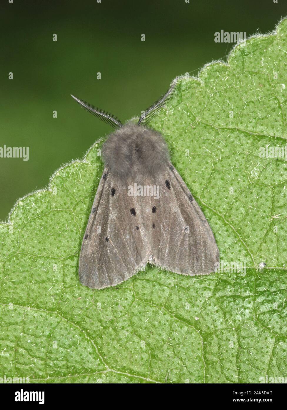 Muslin moth hi-res stock photography and images - Alamy