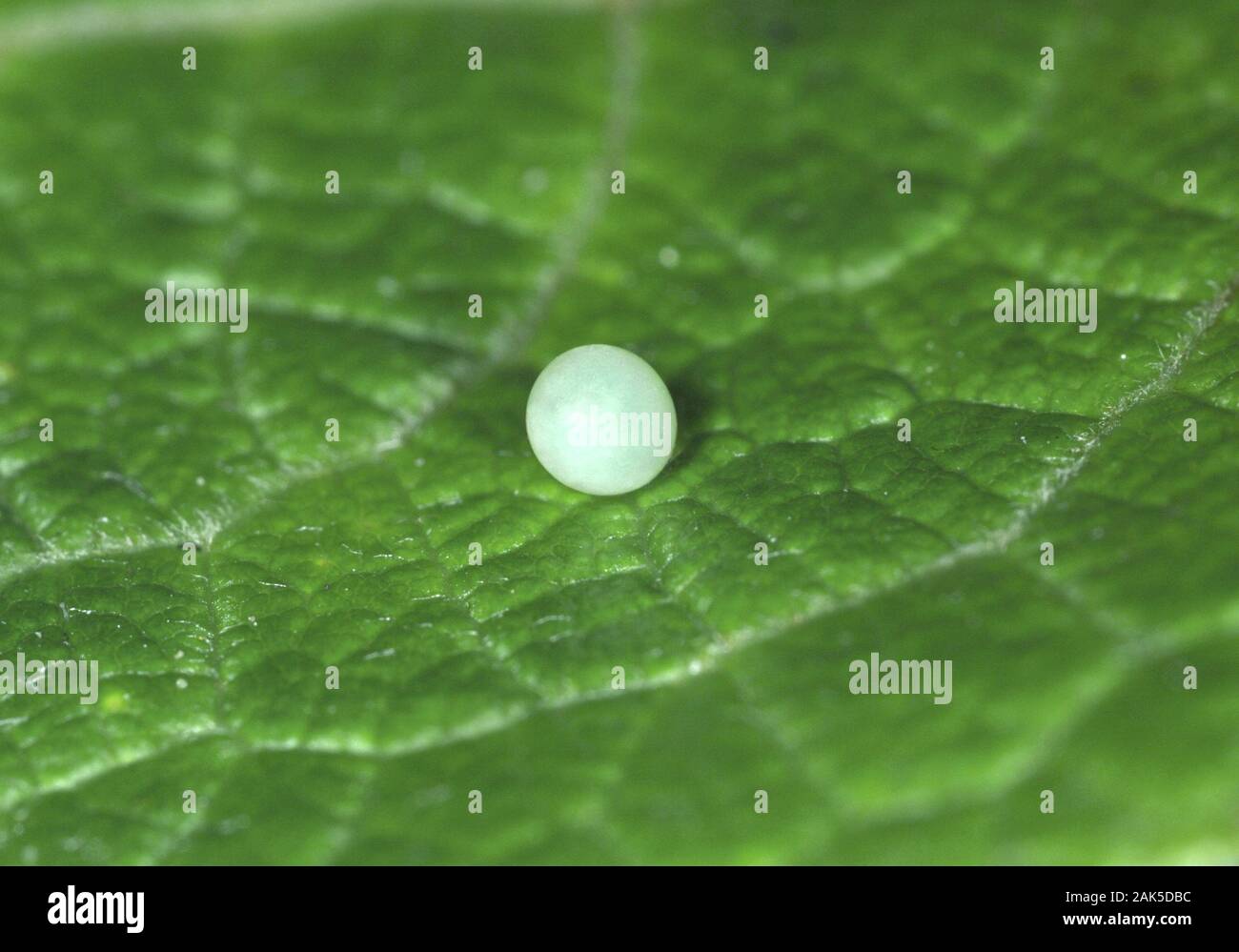 Poplar Hawk-moth Laothoe populi Wingspan 70mm. An interesting moth ...