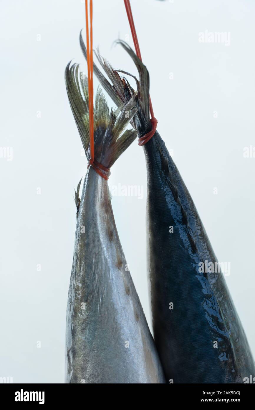 still life two tail of silver grey mackerel fish for food hanging with ...