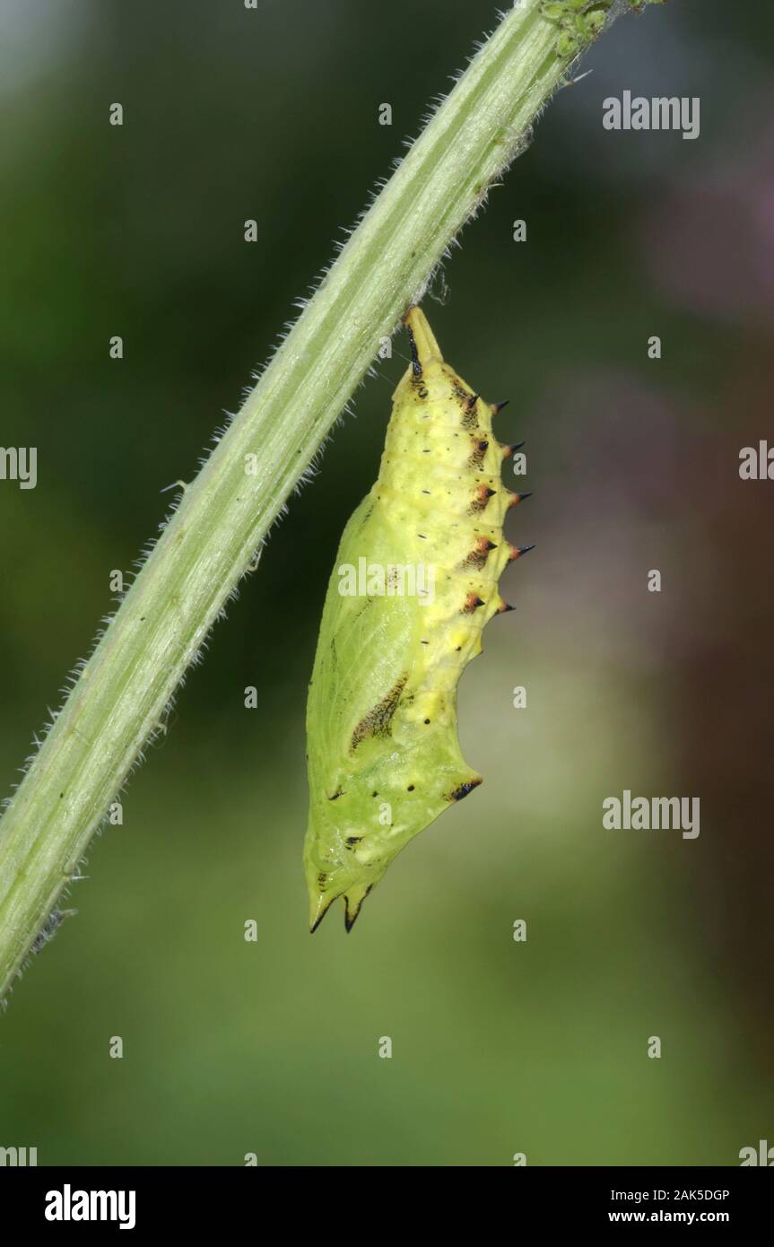 Wingspan 60mm hi-res stock photography and images - Alamy