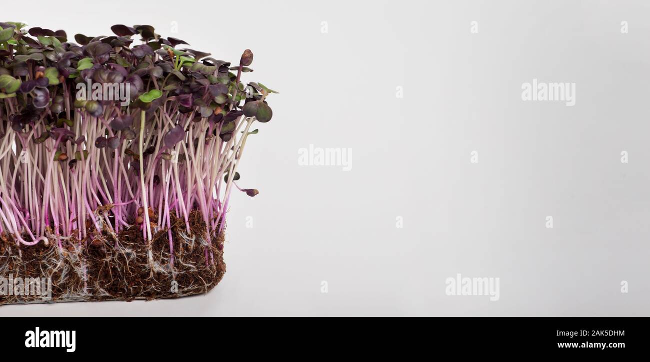 Microgreens concept. Purple Sprouted seeds isolated on white background ...