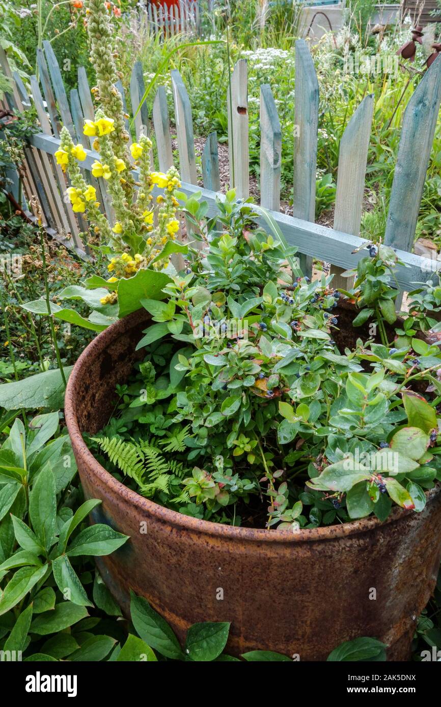 Rusty fence plants growing hi-res stock photography and images - Alamy