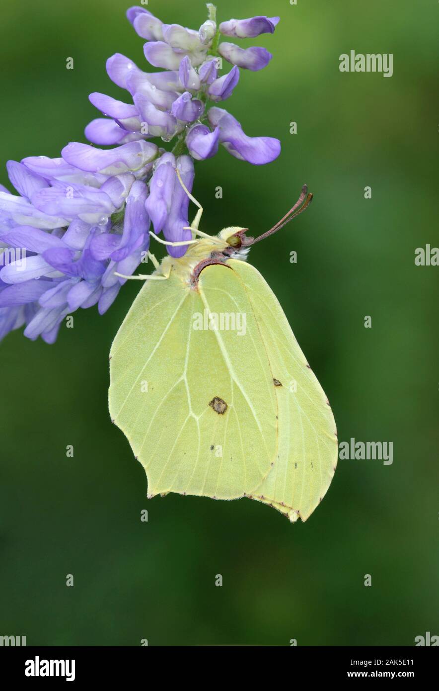 Rounded wings hi-res stock photography and images - Alamy