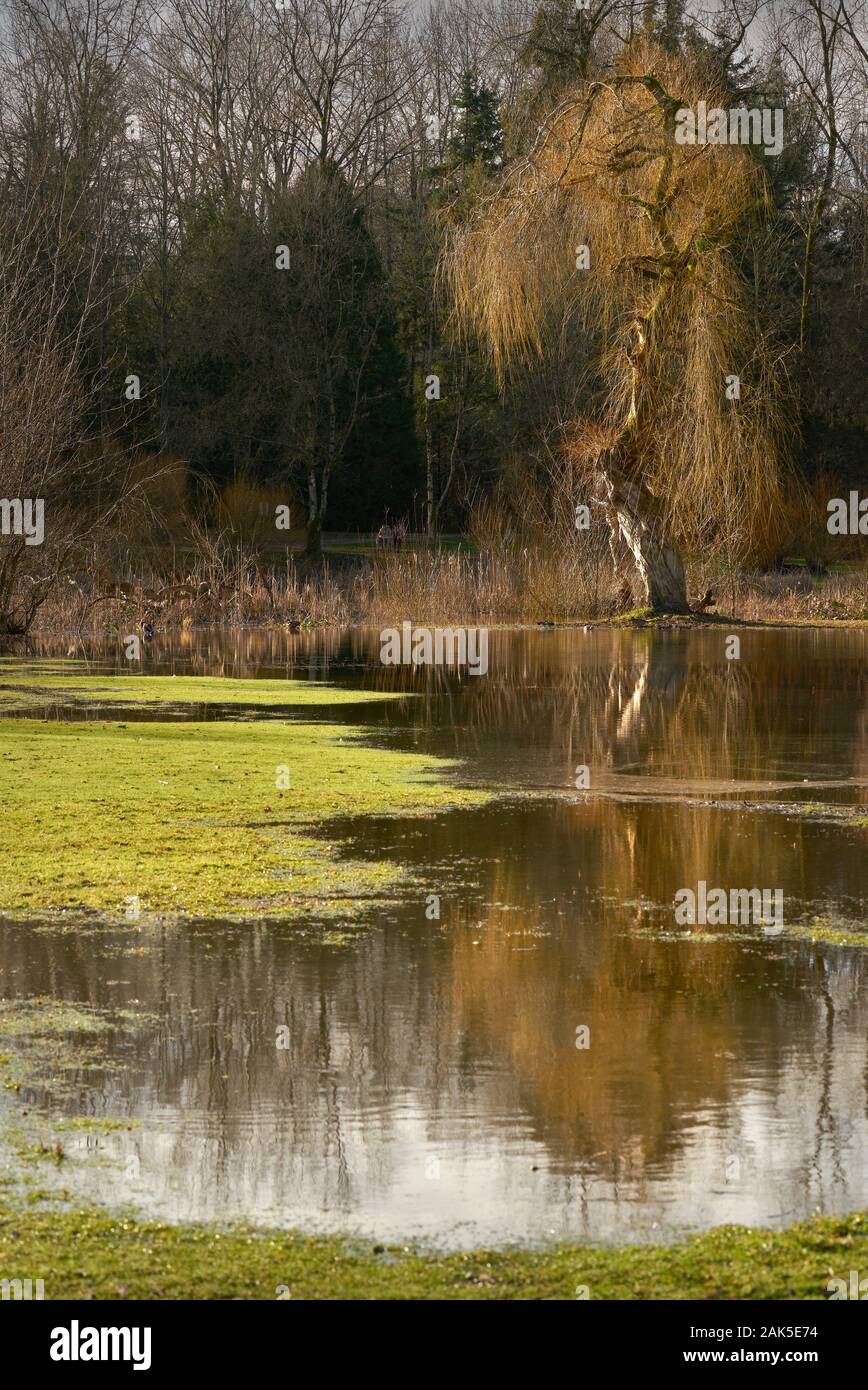 Winter Flooding. Heavy rains cause a muddy farm field Stock Photo - Alamy