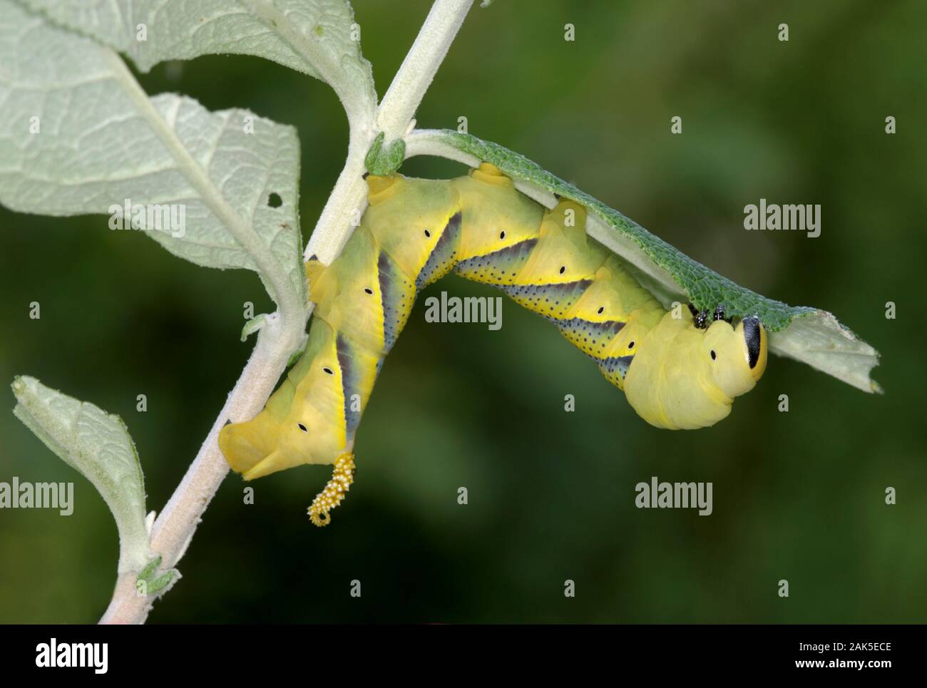 Death's Head Hawkmoth Larva - Acherontia atropos Stock Photo - Alamy