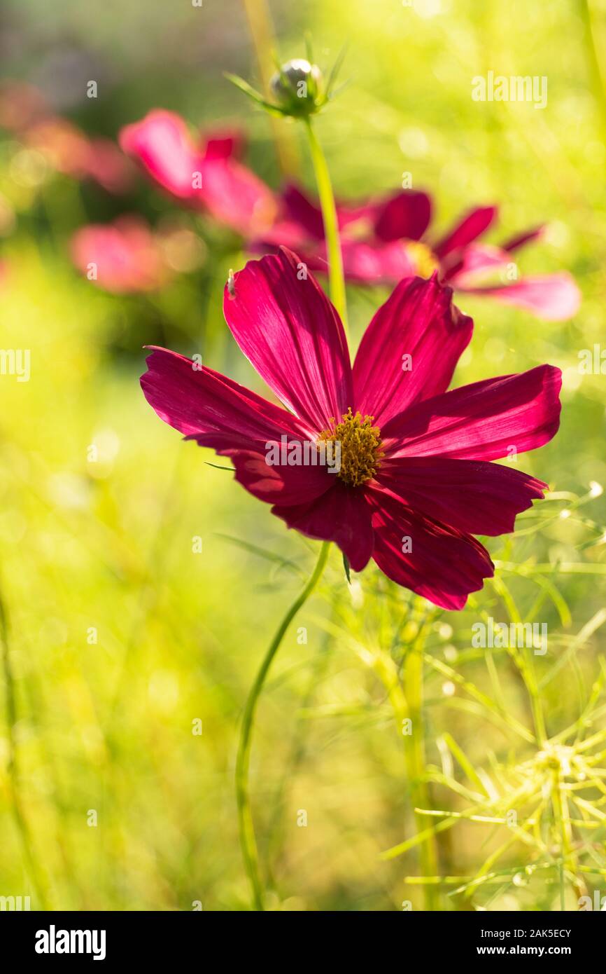 Red and purple flower hi-res stock photography and images - Alamy