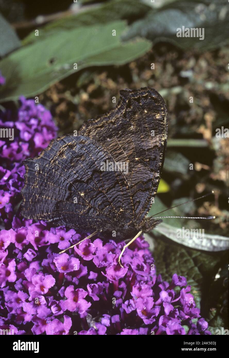 Associated butterflies hi-res stock photography and images - Alamy