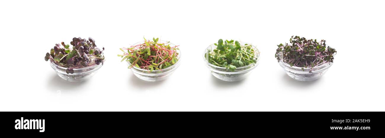 Restaurant decoration concept. Micro greens sprouts in glass plates ...