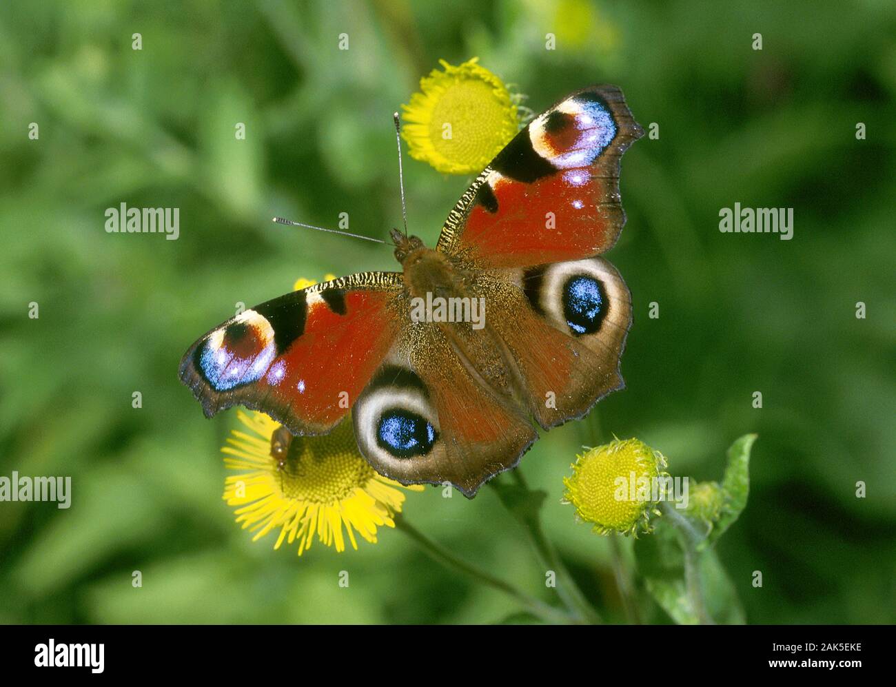 Peacock Nymphalis io Wingspan 60mm. A colourful and distinctive garden ...